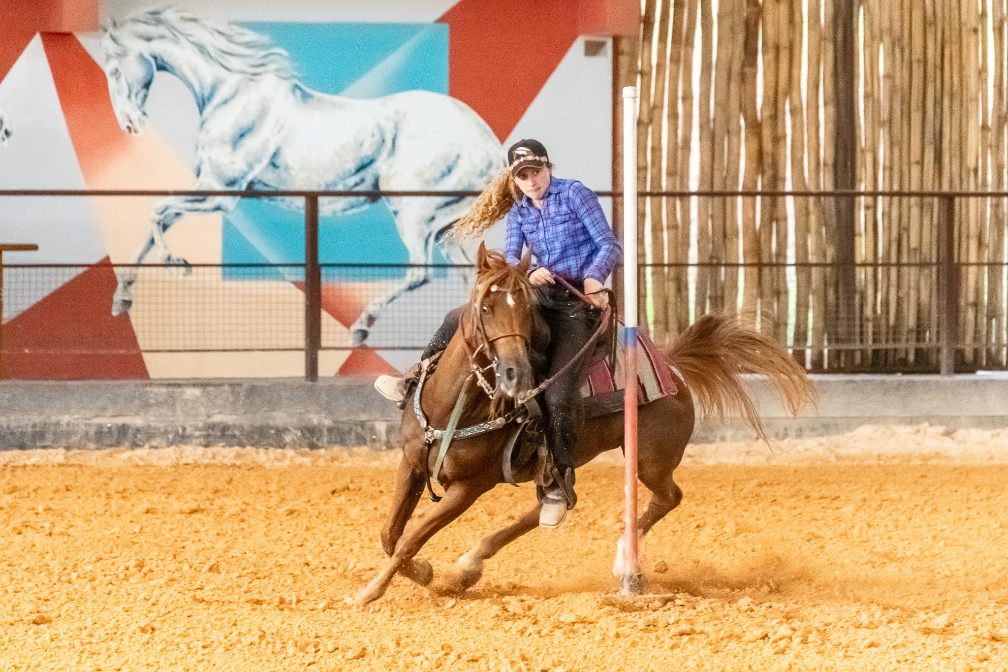 Cavalo Árabe obtém novo recorde nacional na Seis Balizas - Cavalo Árabe