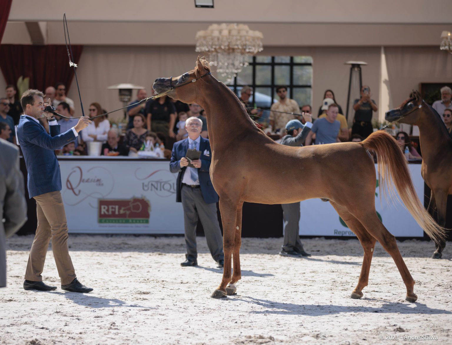 Cavalo Árabe retorna à Expo Rio Preto após três décadas e integra agenda oficial da feira ...